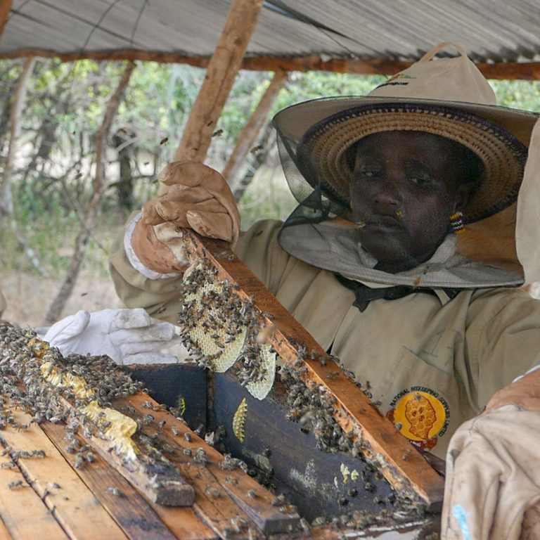 Acacia Honey - Tanzania - Bee-Licious Honey